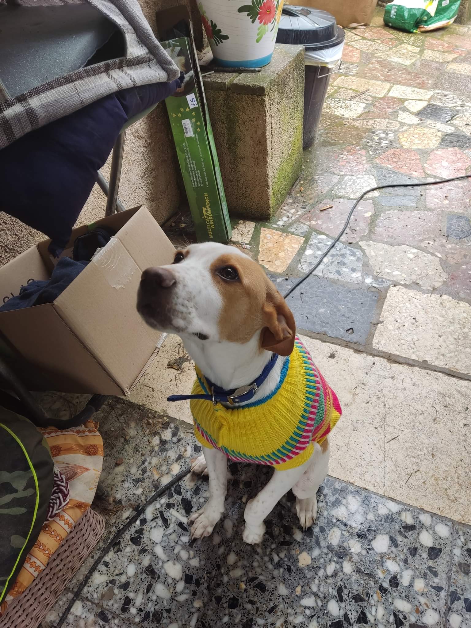 Meet Marli! - ASRA Spain